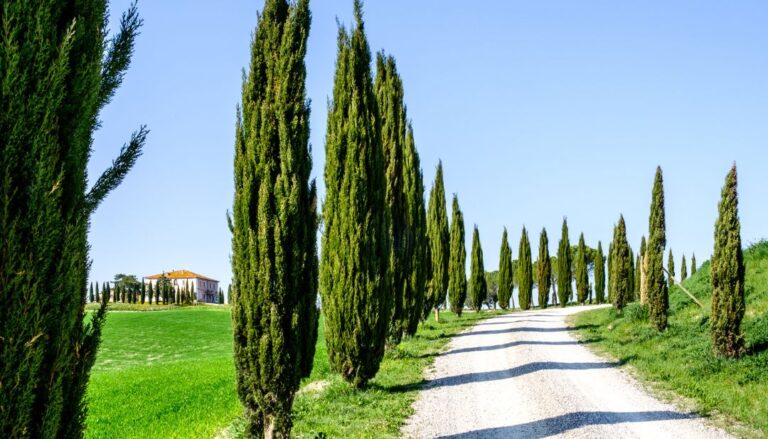 Árbol de Ciprés: Verde Perenne que Toca el Cielo » Conciencia.eco