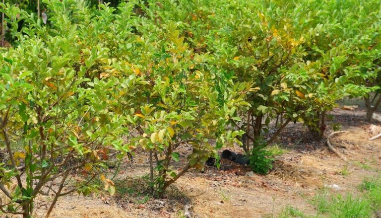 Árbol de Guayaba: Dulces Sabores en un Verdor Tropical » Conciencia.eco