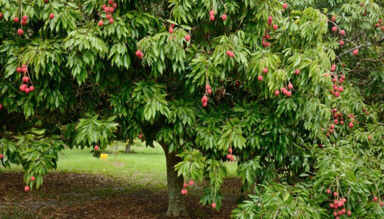 Árbol de Lichis: Sabores Tropicales en Frutas Exóticas » Conciencia.eco