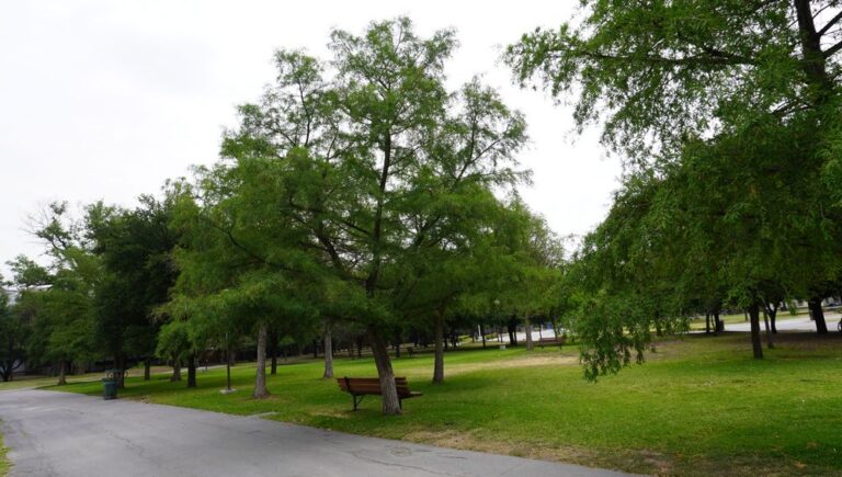 Árbol Sabino (Ahuehuete): El Gigante Ancestral de México » Conciencia.eco