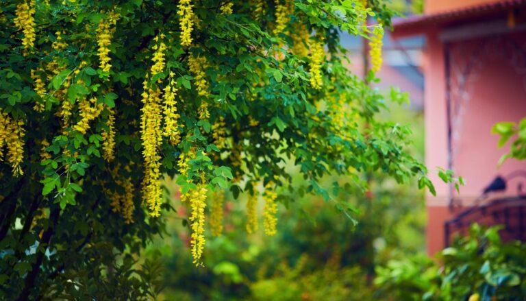 Árbol Lluvia de Oro: Despliegue Mágico de Flores Amarillas » Conciencia.eco