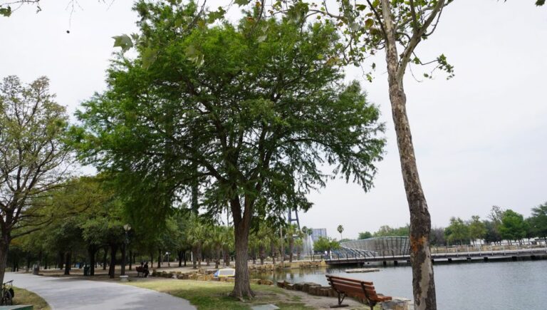 Árbol Sabino (Ahuehuete): El Gigante Ancestral de México » Conciencia.eco