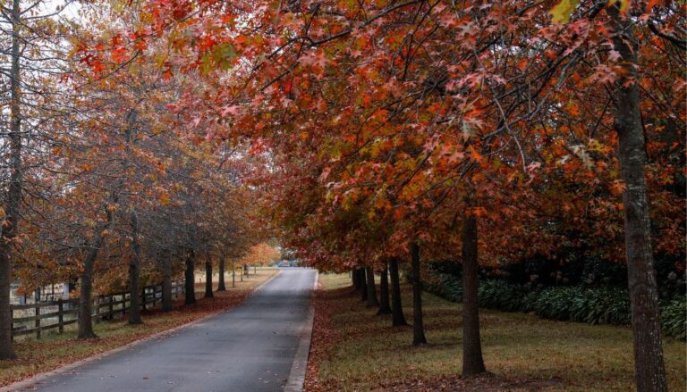 Árbol Encino Rojo: Majestuosidad y Fortaleza de la Naturaleza ...
