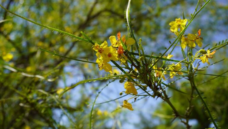 Árbol Retama (Palo Verde): Festín Amarillo en Desiertos Áridos ...