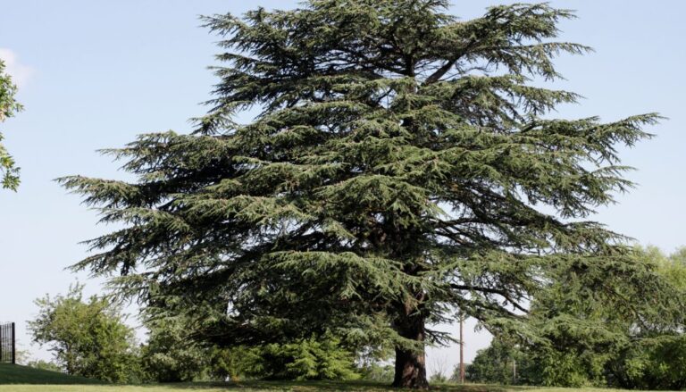 Árbol Cedro: Majestuosidad y Robustez en el Bosque » Conciencia.eco