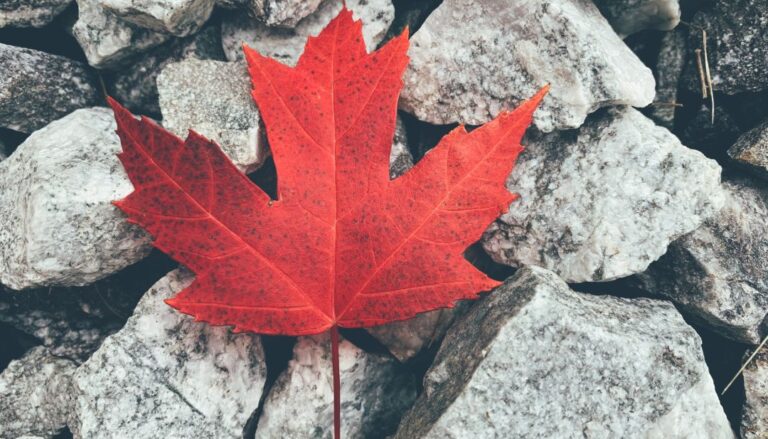 Árbol de Maple: Dulzura Otoñal en los Bosques de Canadá » Conciencia.eco