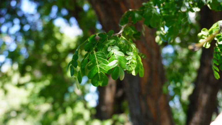 Árbol Ébano: Belleza desde la Madera hasta las Vainas » Conciencia.eco