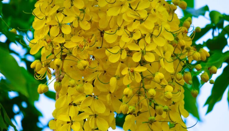 Árbol Lluvia de Oro: Despliegue Mágico de Flores Amarillas » Conciencia.eco