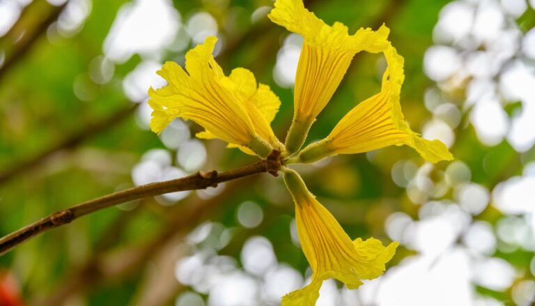 Árbol Guayacán: Resplandor Amarillo en Paisajes Tropicales » Conciencia.eco