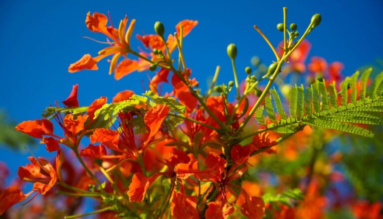 Árbol Flamboyán: Explosión de Rojo Fuego en el Trópico » Conciencia.eco