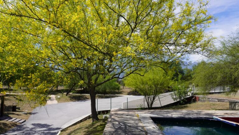 Árbol Retama (Palo Verde): Festín Amarillo en Desiertos Áridos ...