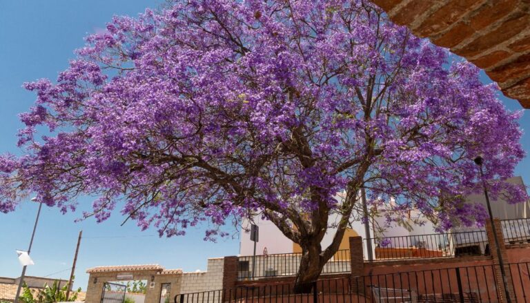 Árbol Jacaranda: Copas Moradas Decoran el Paisaje Urbano » Conciencia.eco