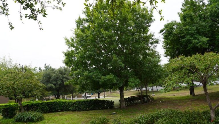 Árbol Encino Rojo: Majestuosidad y Fortaleza de la Naturaleza ...