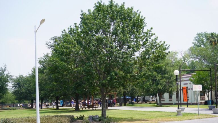 Árbol Encino Rojo: Majestuosidad y Fortaleza de la Naturaleza ...