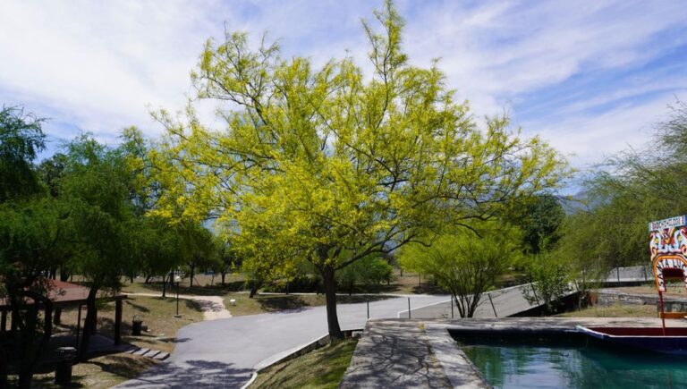 Árbol Retama (Palo Verde): Festín Amarillo en Desiertos Áridos ...