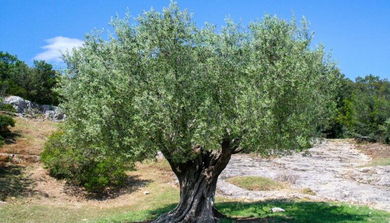 Árbol Olivo: Símbolo Milenario de Paz y Fertilidad » Conciencia.eco