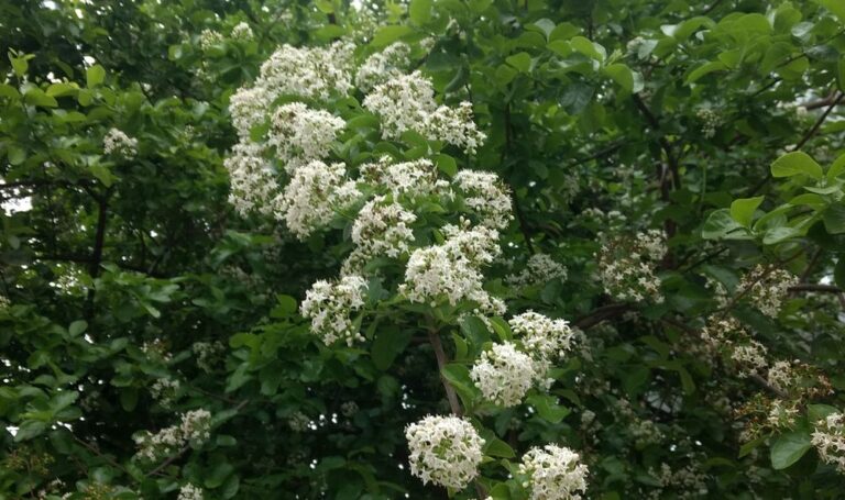 Árbol Anacua: Guardián Ecológico con Historias Ocultas » Conciencia.eco