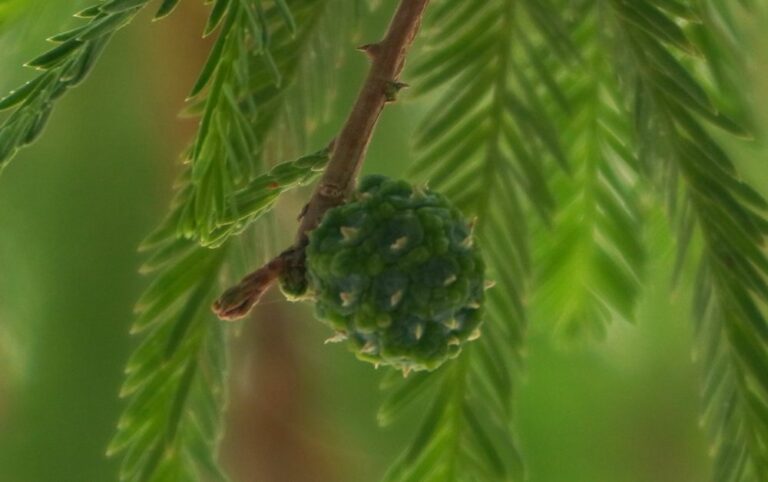 Árbol Sabino (Ahuehuete): El Gigante Ancestral de México » Conciencia.eco