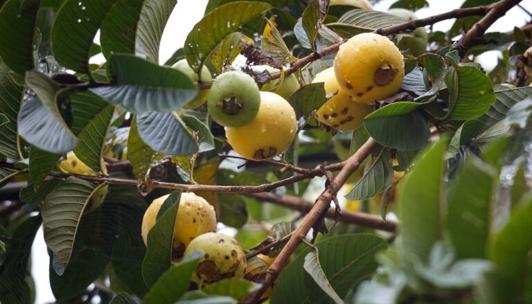 Árbol de Guayaba: Dulces Sabores en un Verdor Tropical » Conciencia.eco