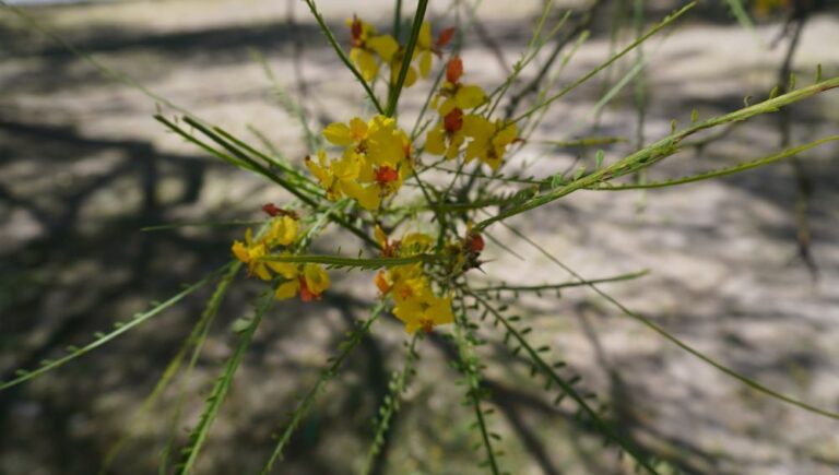 Árbol Retama (Palo Verde): Festín Amarillo en Desiertos Áridos » Conciencia.eco