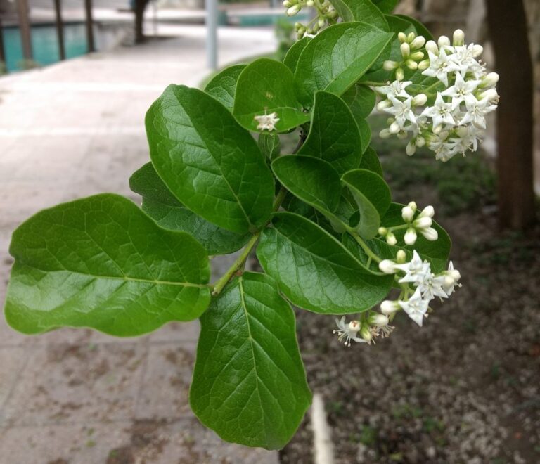 Árbol Anacua: Guardián Ecológico con Historias Ocultas » Conciencia.eco