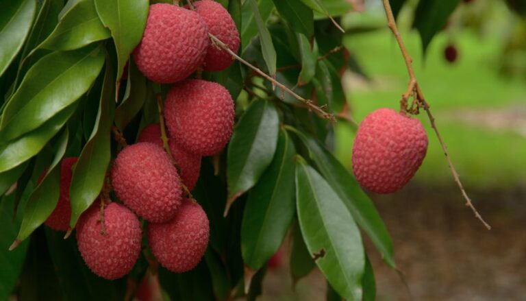 Árbol de Lichis: Sabores Tropicales en Frutas Exóticas » Conciencia.eco