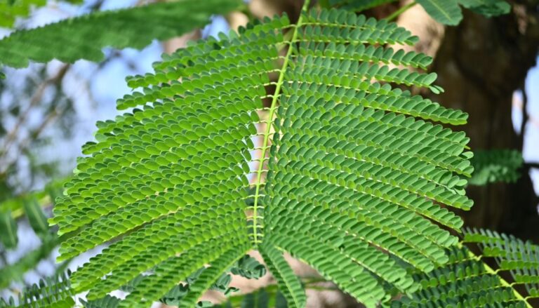 Árbol Flamboyán: Explosión de Rojo Fuego en el Trópico » Conciencia.eco