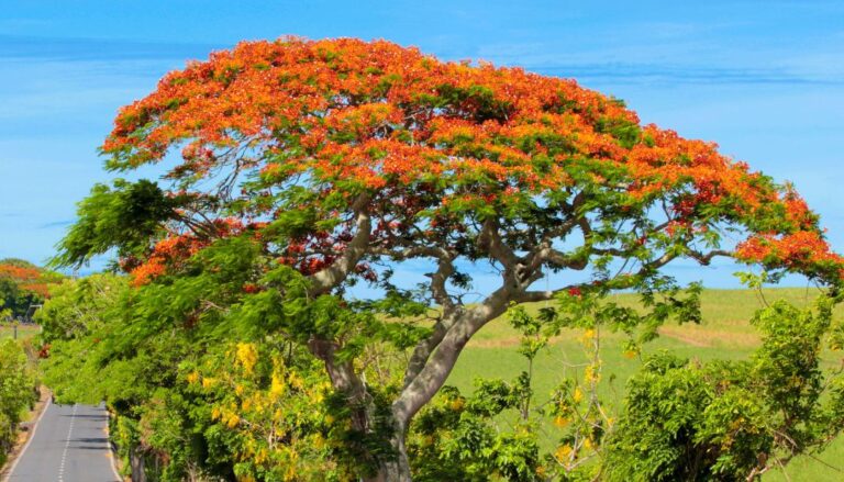Árbol Flamboyán: Explosión de Rojo Fuego en el Trópico » Conciencia.eco