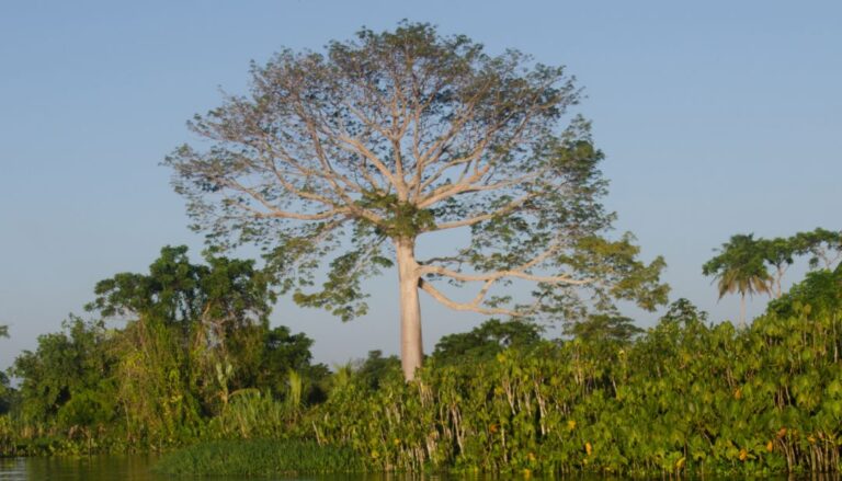 Árbol Ceiba: El Mítico Guardián de la Cultura Maya » Conciencia.eco