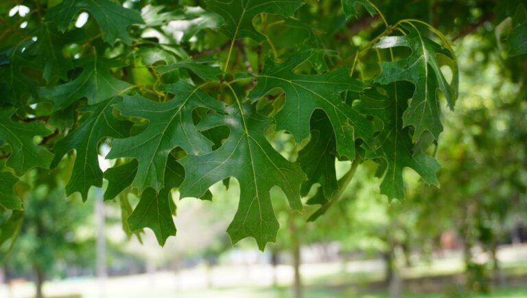 Árbol Encino Rojo: Majestuosidad y Fortaleza de la Naturaleza ...