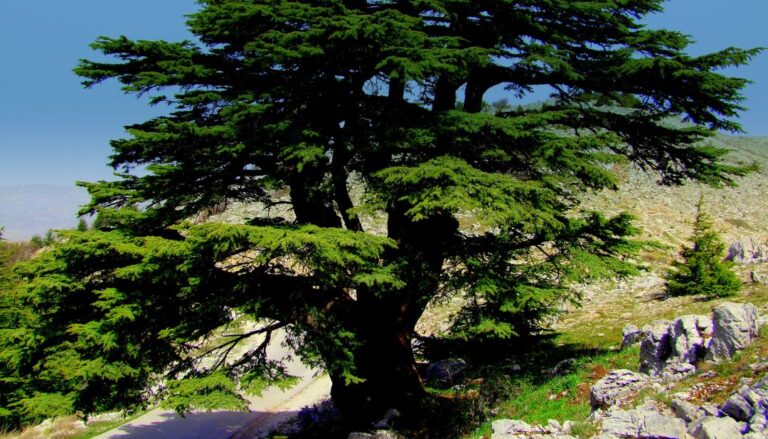 Árbol Cedro: Majestuosidad y Robustez en el Bosque » Conciencia.eco