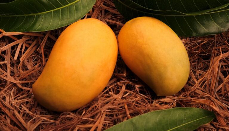 Árbol de Mango: Dulzura Tropical que Enamora » Conciencia.eco