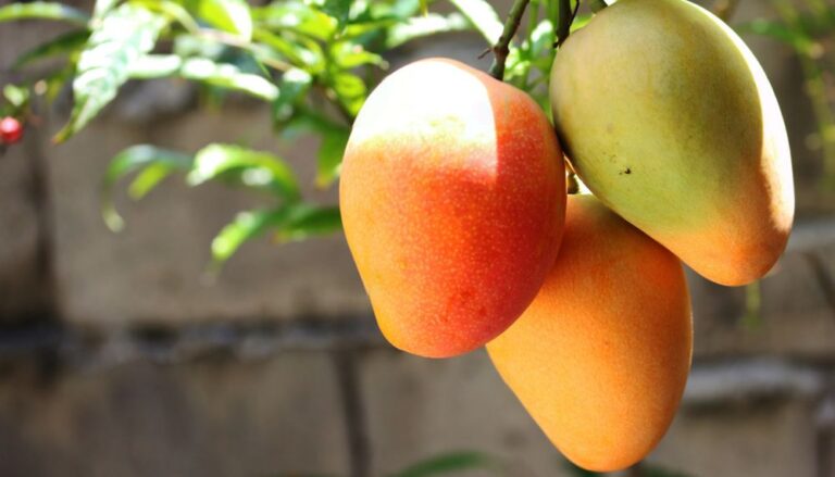 Árbol de Mango: Dulzura Tropical que Enamora » Conciencia.eco
