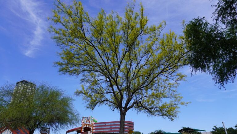 Árbol Retama (Palo Verde): Festín Amarillo en Desiertos Áridos ...