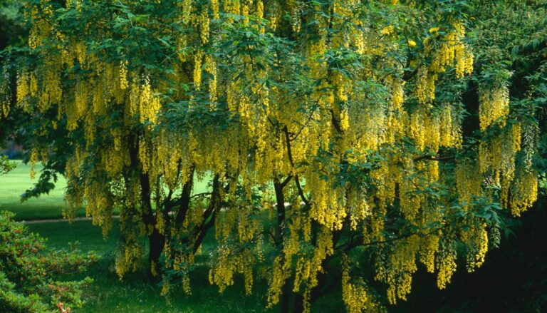 Árbol Lluvia de Oro: Despliegue Mágico de Flores Amarillas » Conciencia.eco