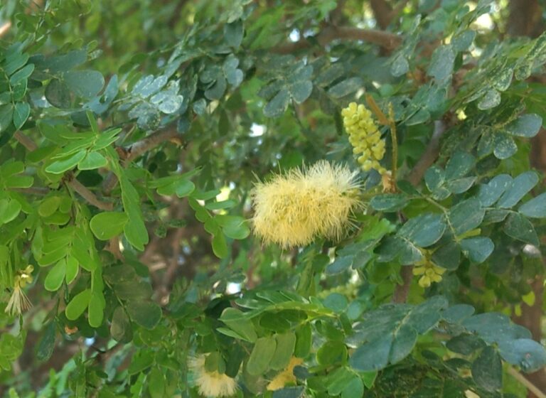 Árbol Ébano: Belleza desde la Madera hasta las Vainas » Conciencia.eco