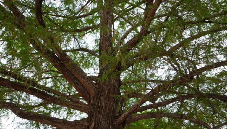 Árbol Sabino (Ahuehuete): El Gigante Ancestral de México » Conciencia.eco
