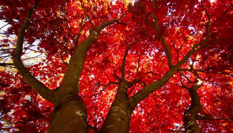Árbol de Maple: Dulzura Otoñal en los Bosques de Canadá » Conciencia.eco
