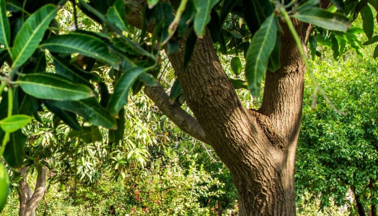 Árbol de Mango: Dulzura Tropical que Enamora » Conciencia.eco