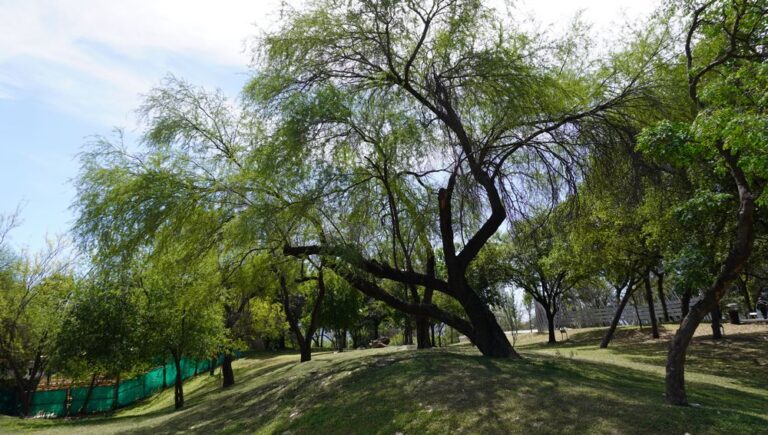 Árbol Mezquite: Sobreviviente del Desierto con Beneficios Ocultos ...