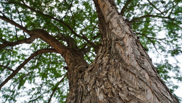 Árbol Sabino (Ahuehuete): El Gigante Ancestral de México » Conciencia.eco