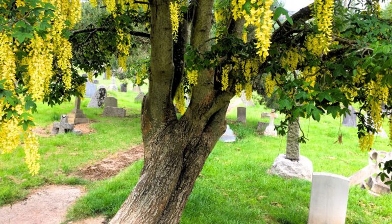 Árbol Lluvia de Oro: Despliegue Mágico de Flores Amarillas » Conciencia.eco