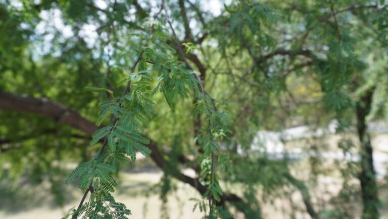 Árbol Mezquite: Sobreviviente del Desierto con Beneficios Ocultos ...
