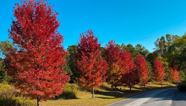 Árbol de Maple: Dulzura Otoñal en los Bosques de Canadá » Conciencia.eco