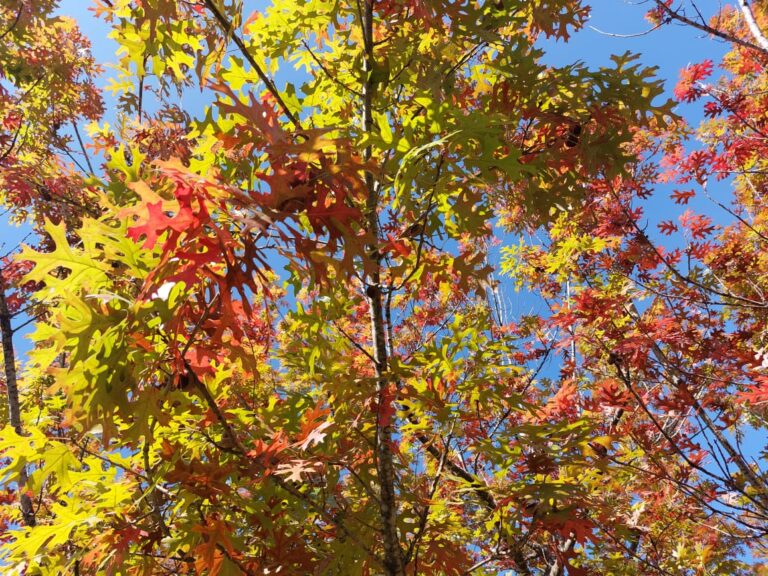 Árbol Encino Rojo: Majestuosidad y Fortaleza de la Naturaleza ...