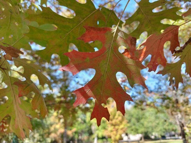 Árbol Encino Rojo: Majestuosidad y Fortaleza de la Naturaleza ...