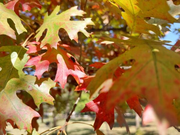 Árbol Encino Rojo: Majestuosidad y Fortaleza de la Naturaleza ...