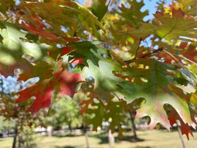 Árbol Encino Rojo: Majestuosidad y Fortaleza de la Naturaleza ...