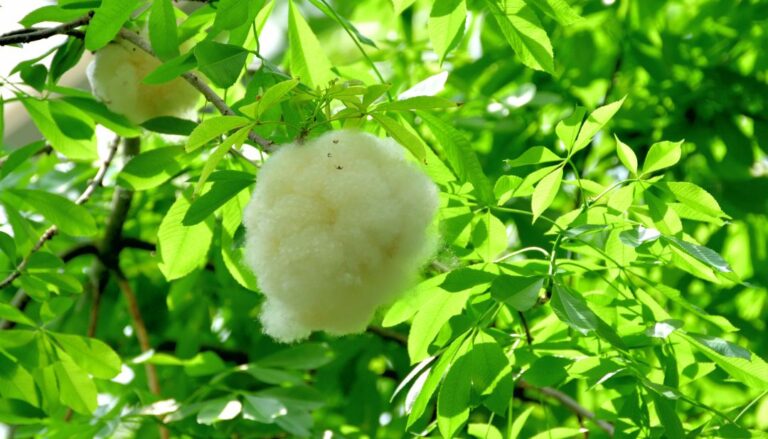 Árbol Ceiba: El Mítico Guardián de la Cultura Maya » Conciencia.eco