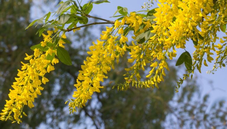 Árbol Lluvia de Oro: Despliegue Mágico de Flores Amarillas » Conciencia.eco